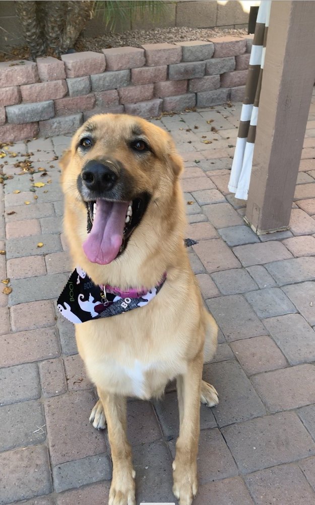 PETCO - 15 Photos & 47 Reviews - Pet Stores - 1415 East Warner Rd ...