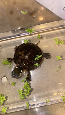 GAISER PETS - Updated March 2025 - 62 Photos & 100 Reviews - 714 Plumas ...