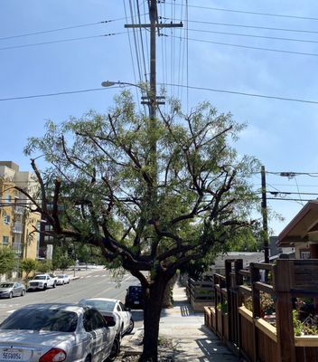 ALL ACCESS TREE CARE - 155 Photos & 225 Reviews - 289 Vernon Way, El ...