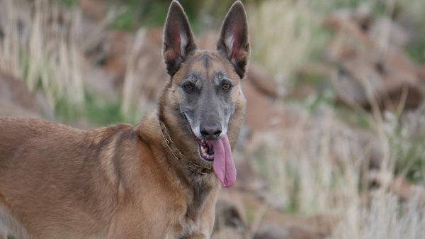 ADVENTURE PET - Updated December 2025 - 144 Photos & 79 Reviews - 8885 ...