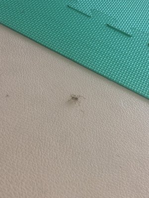 RECPLEX - 29 Photos & 34 Reviews - 420 W Dempster St, Mount Prospect ...