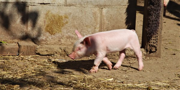 SUFFOLK COUNTY FARM - Updated October 2025 - 67 Photos & 16 Reviews ...