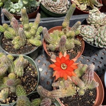 SHUNA’S SUCCULENT HOUSE - Updated February 2025 - 111 Photos & 29 ...