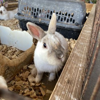 GOOD MOOD RANCH - Updated December 2025 - 148 Photos & 18 Reviews - 306 ...