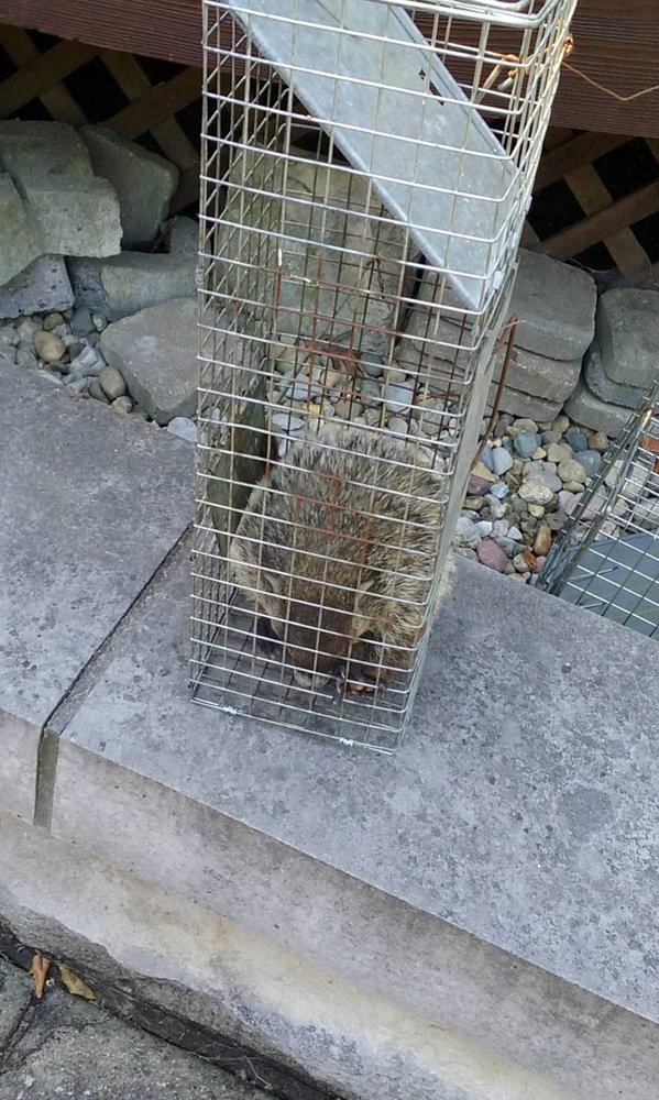 PATERSON WILDLIFE REMOVAL - Updated July 2025 - Request a Quote - 20 ...