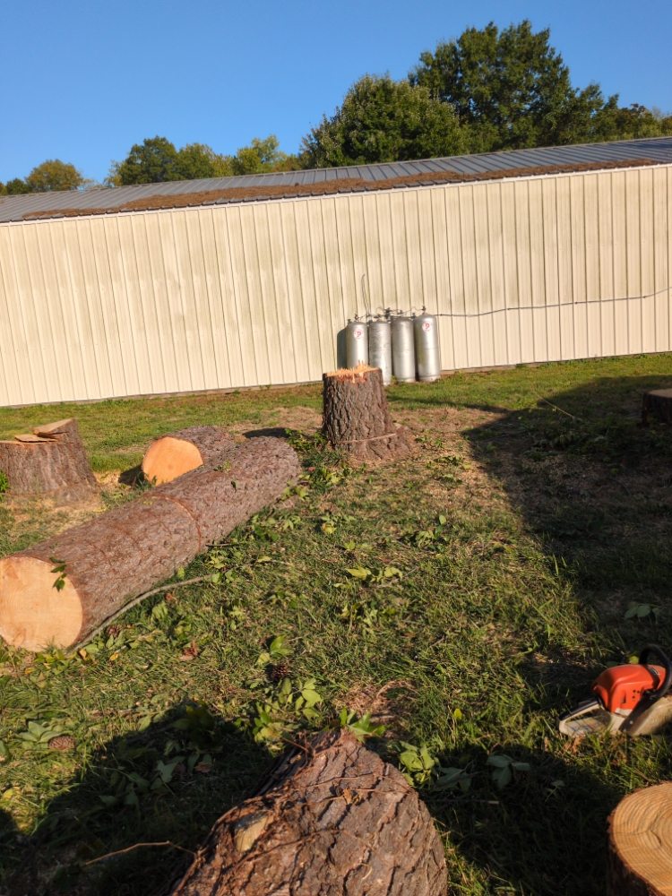 JD’S TREE SERVICE - Updated July 2025 - Request a Quote - 14 Photos ...