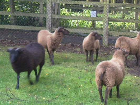 TAM O’SHANTER URBAN FARM - Updated April 2025 - 25 Boundary Road ...