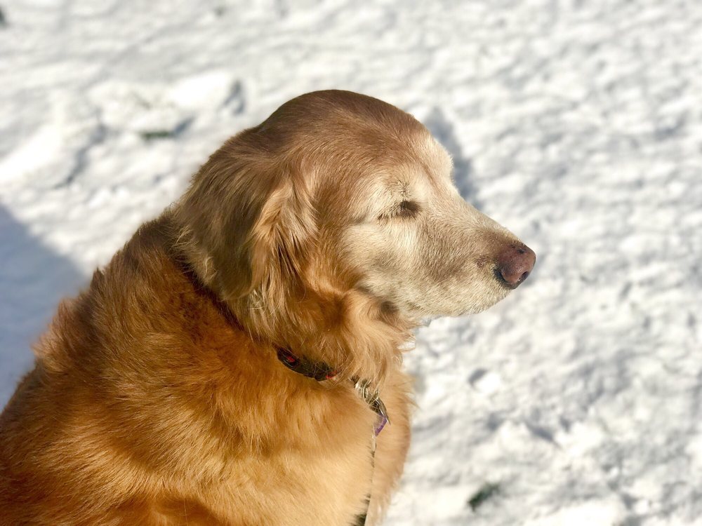 WHISTLER DOG SITTING - Updated May 2026 - 14 Photos & 10 Reviews ...