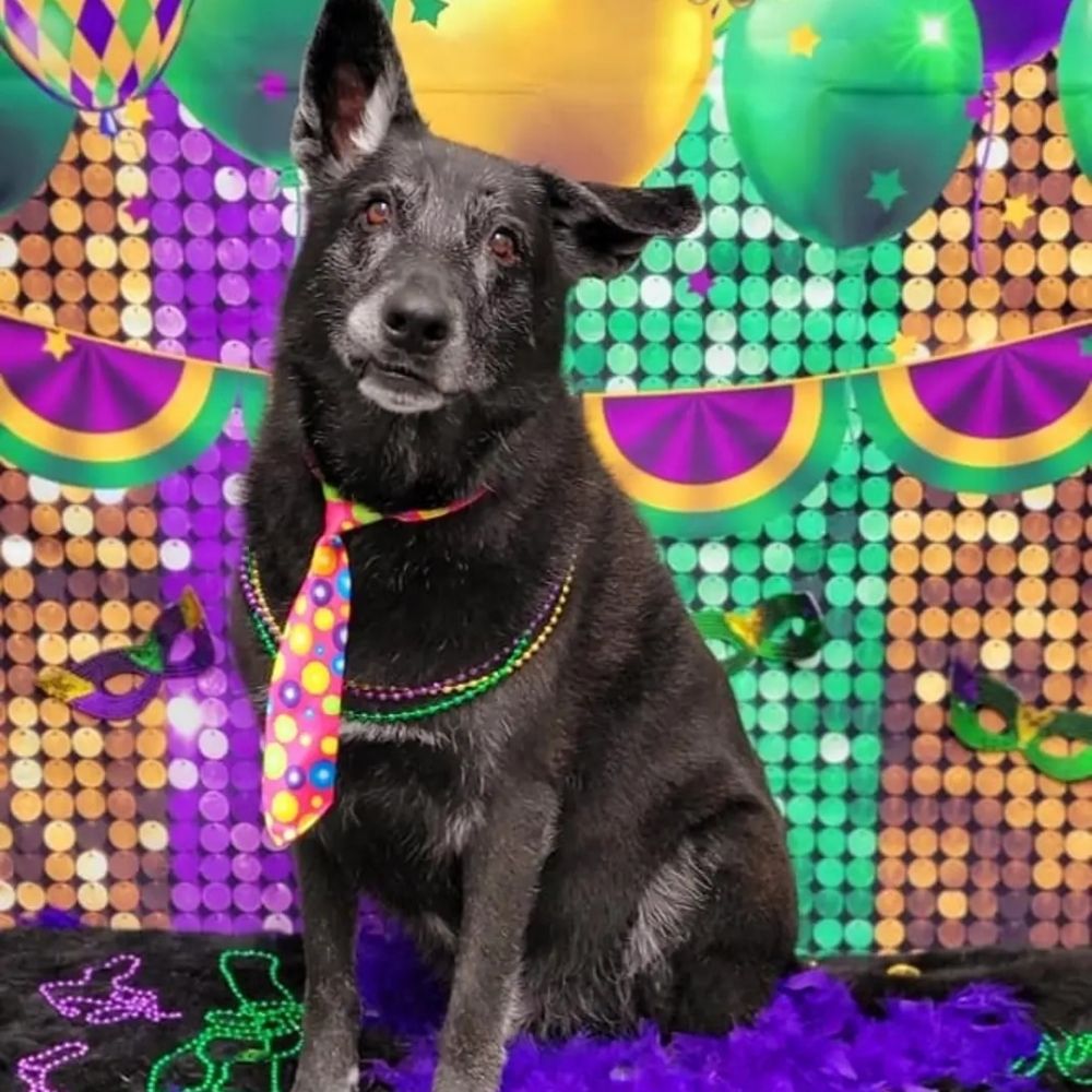 IT TAKES A VILLAGE PET CARE - Updated March 2026 - 15 Photos - 3328 ...