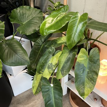 KENT EAST HILL NURSERY - Updated September 2025 - 193 Photos & 121 ...