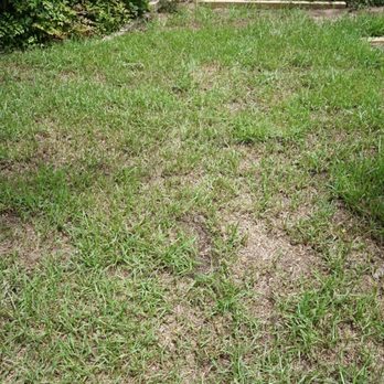 KING RANCH TURFGRASS - Updated December 2025 - 26 Photos & 65 Reviews ...