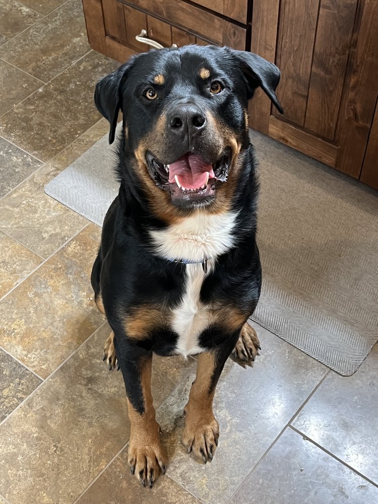 ROXY’S K-9 RESCUE - Updated December 2025 - 12 Reviews - San Antonio ...