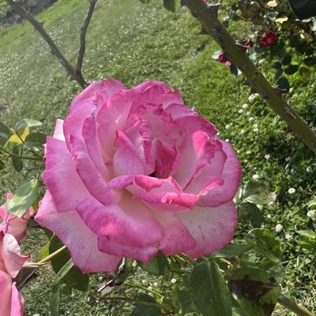 MAPLEWOOD ROSE GARDEN - Updated October 2025 - 109 Photos & 11 Reviews ...