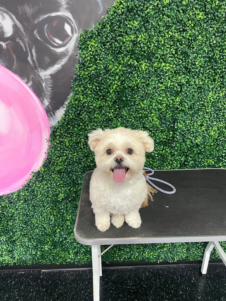 HAPPY PUP SPA - 22 Photos - 5522 New Peachtree Rd, Chamblee, Georgia ...