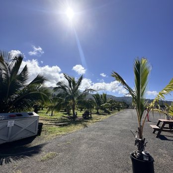 ULA’ULA CAFE - Updated February 2025 - 262 Photos & 127 Reviews - 1765 ...