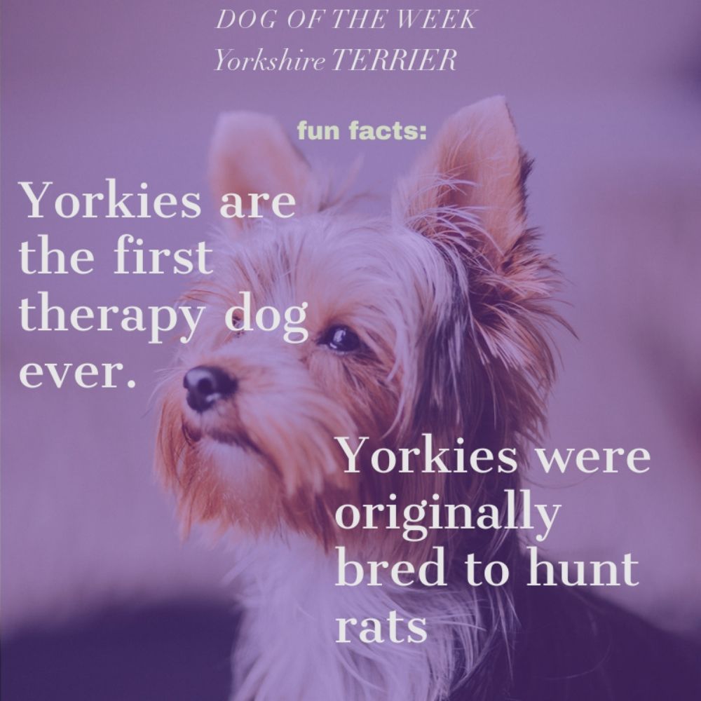 GUARDIANS OF POOP - Updated August 2025 - 15 Photos - South Bend ...