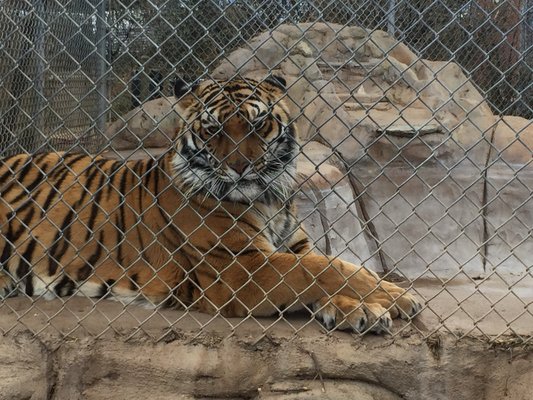 HERITAGE PARK ZOOLOGICAL SANCTUARY - 124 Photos & 72 Reviews - Zoos ...