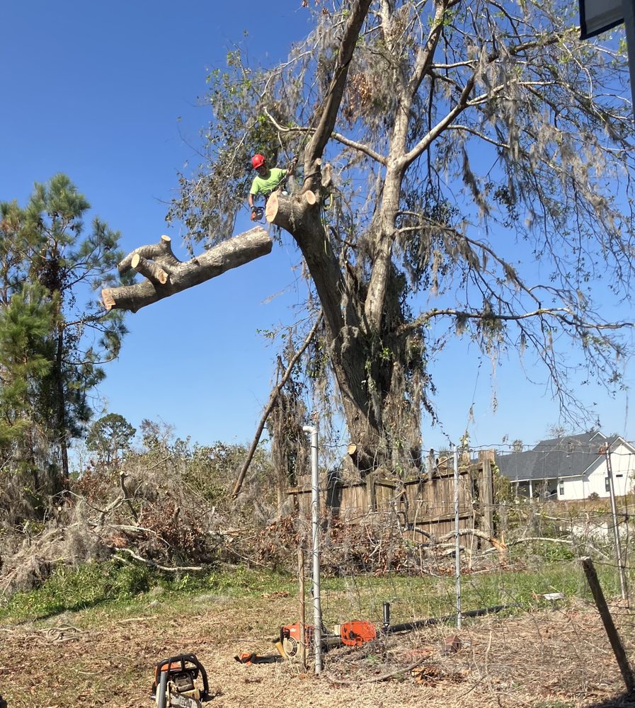 LANCE ACORD THE TREE SURGEON - Updated December 2025 - 20 Photos - 7311 ...