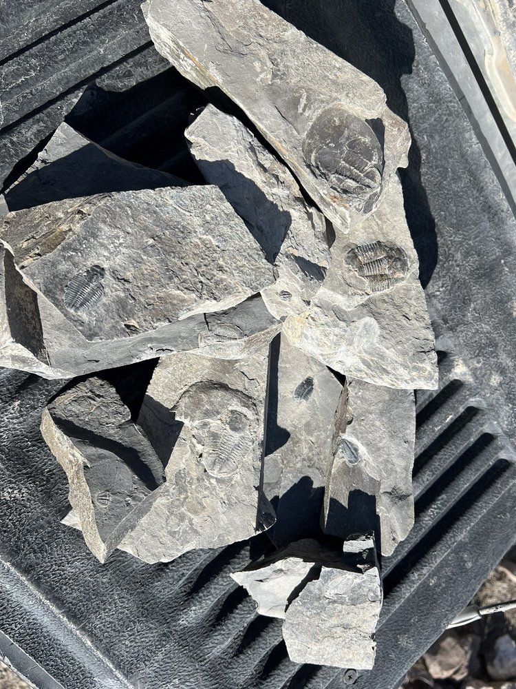 U-Dig Fossils, Delta | Roadtrippers