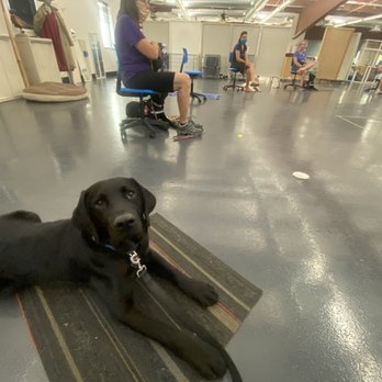 FREEDOM SERVICE DOGS - Updated January 2026 - 13 Photos & 12 Reviews ...