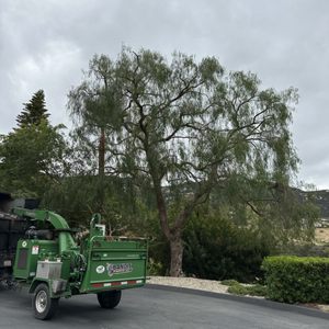 ALL ACCESS TREE CARE - Updated June 2025 - 182 Photos & 290 Reviews ...