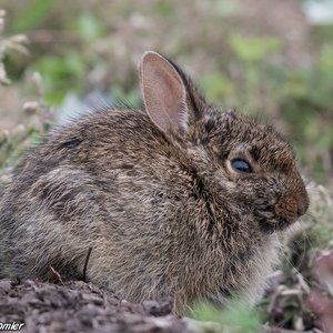 KNIGHT PARK - Updated May 2025 - 21 Photos & 10 Reviews - Collings Ave ...