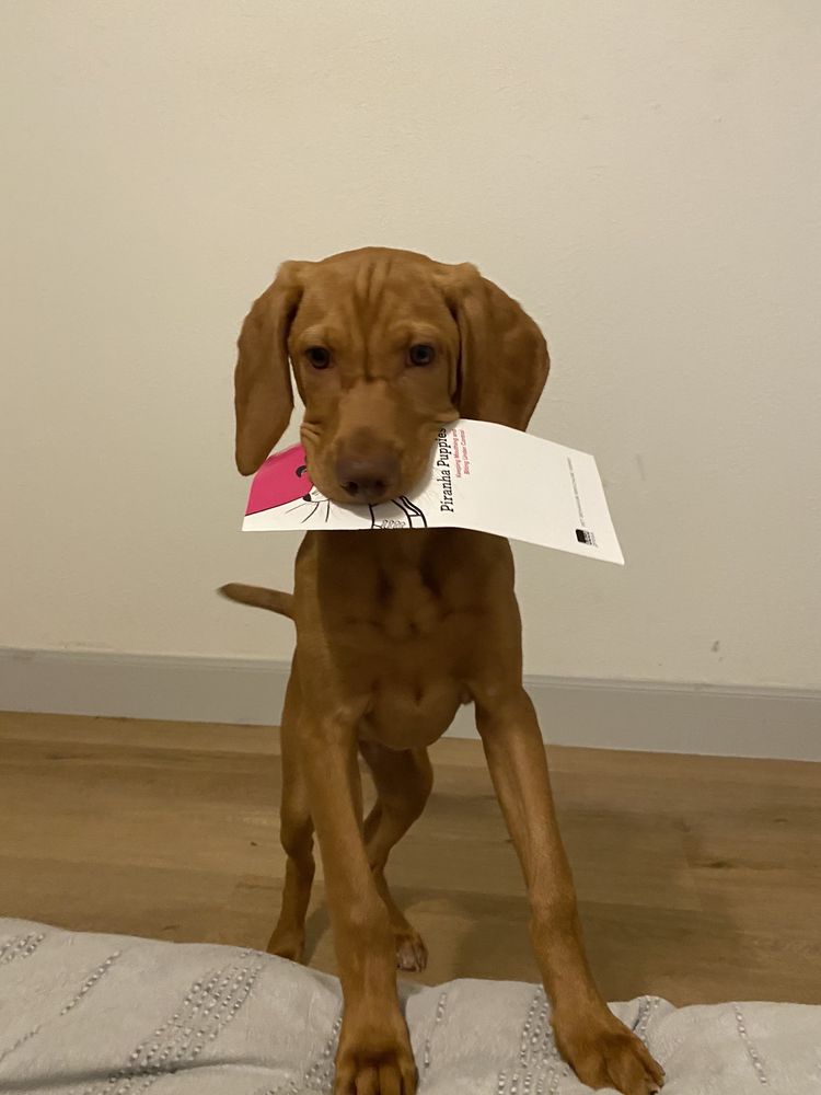 TARA ANIMAL HOSPITAL - Updated January 2026 - 25 Photos & 60 Reviews ...