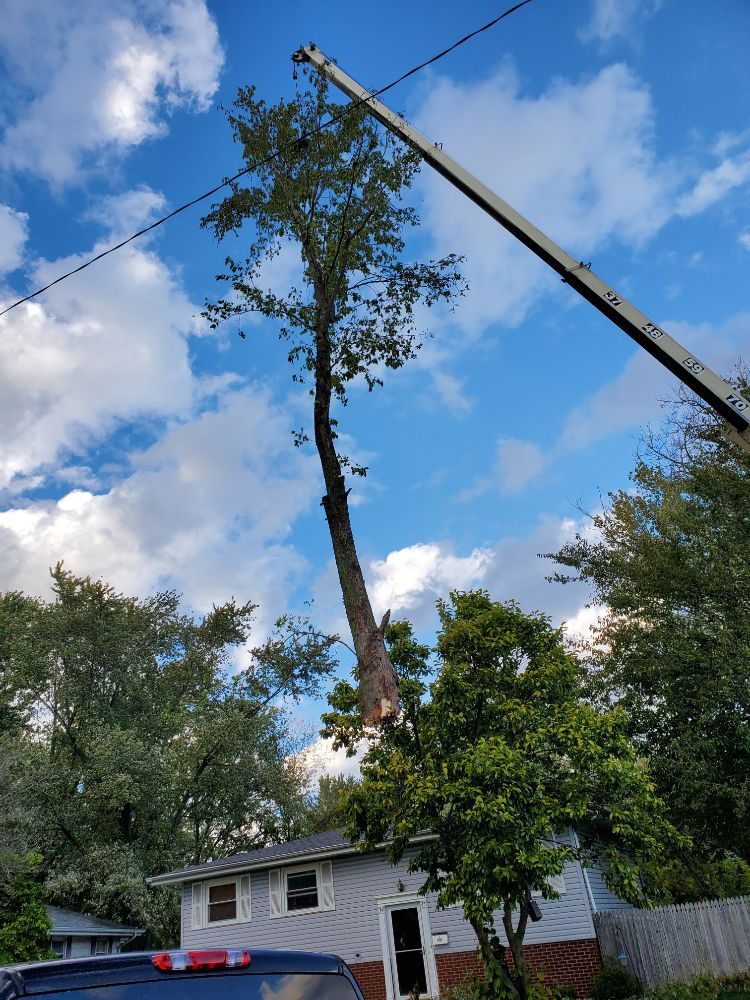 BRIAN’S TREE SERVICE - Updated October 2025 - 15 Photos & 31 Reviews ...