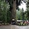 DRIVE-THRU TREE - Updated April 2025 - 567 Photos & 198 Reviews - 67402 ...