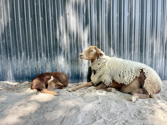 PINTO’S FARM - Updated June 2026 - 604 Photos & 195 Reviews - 14890 SW ...