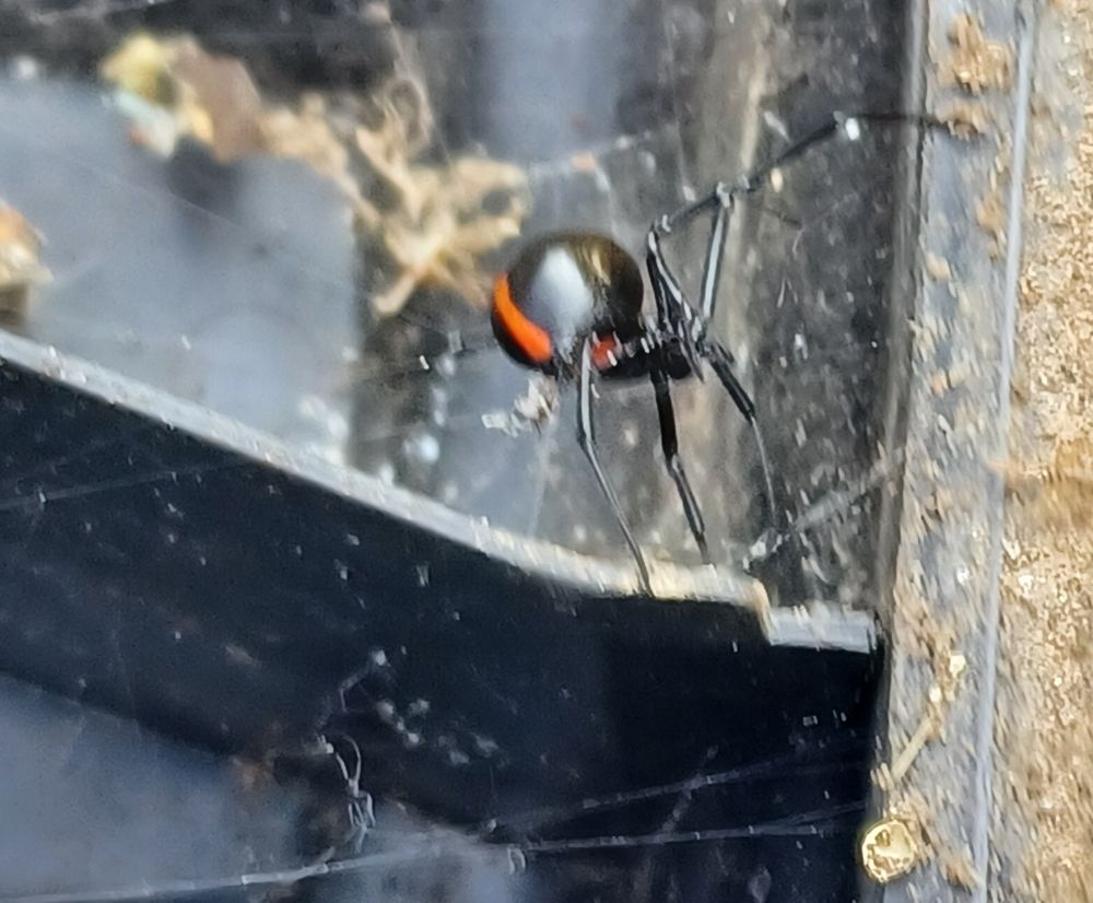 4D PEST CONTROL - Updated July 2024 - 12 Photos - 631 Blueberry Hill Rd ...