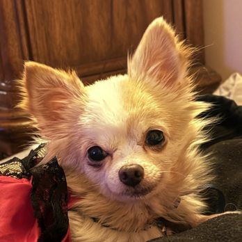 VETERINARY EMERGENCY GROUP - Updated February 2026 - 31 Photos & 15 ...