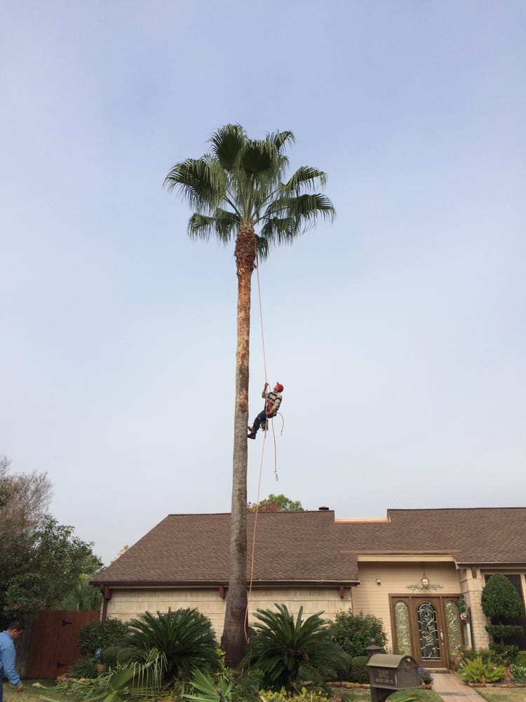 FAMILY TREE PROFESSIONAL TREE SERVICE - Updated 2024 - 39 Photos & 22 ...
