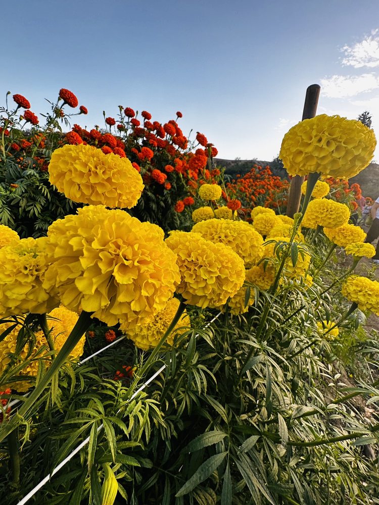 SANCHEZ PRODUCE - 29 Photos - 16230 Sierra Hwy, Canyon Country ...