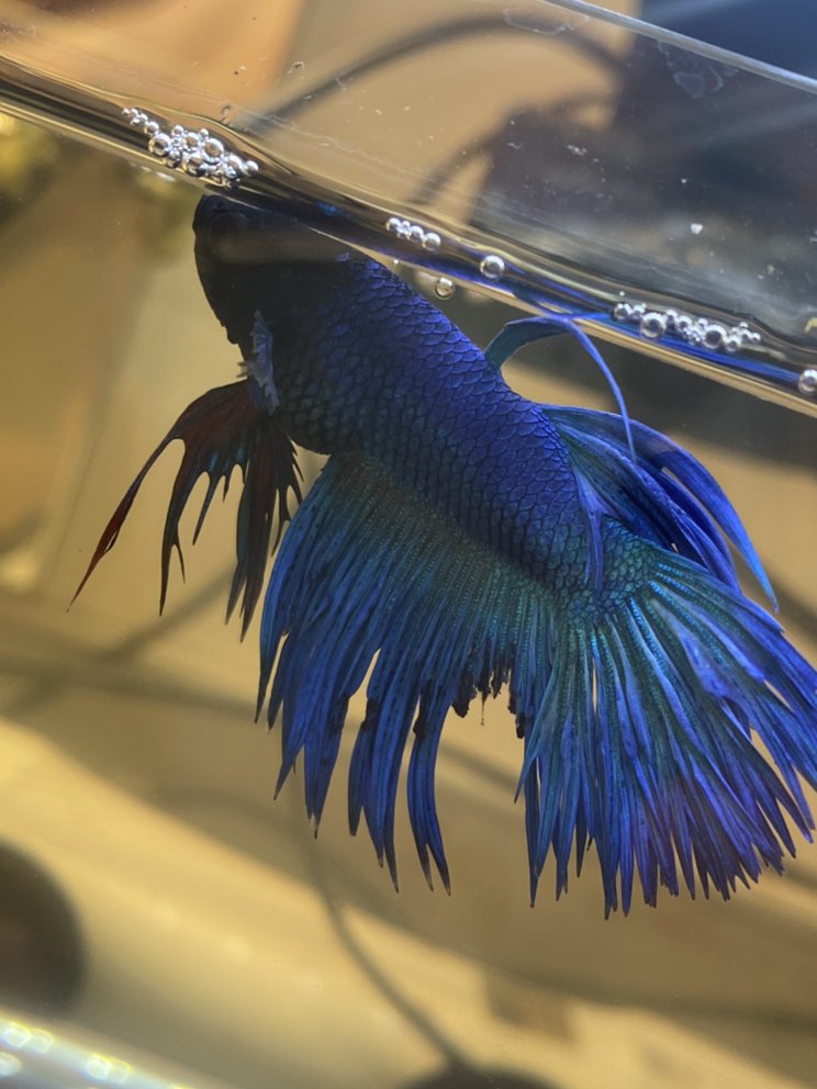 INTERIOR AQUASCAPE SERVICES - Dorr, MI - Yelp