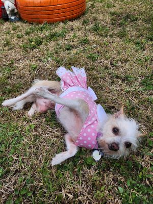 Pawlicious Poochie Pet Rescue