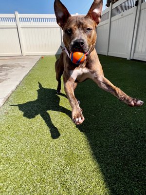 THE ANIMAL DEN - Updated December 2025 - 130 Photos & 207 Reviews ...