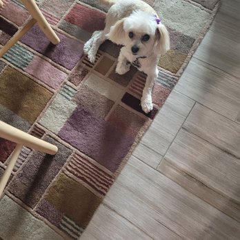 BLUE RIBBON PET GROOMING - Updated July 2025 - 54 Photos & 127 Reviews ...