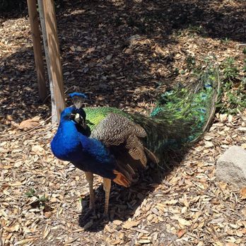 OC ZOO IRVINE REGIONAL PARK - Updated October 2025 - 111 Photos & 41 ...