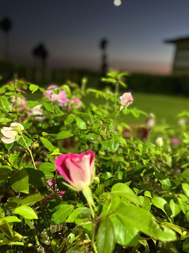 REMI RAE ROSES - Updated April 2025 - 10 Photos - Valencia, California ...