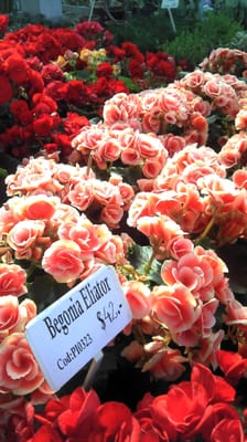 VIVERO MARIO - Updated October 2024 - 30 Photos - Av. Raúl Scalabrini ...