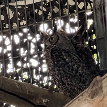 CALIFORNIA RAPTOR CENTER - Updated January 2026 - 58 Photos & 23 ...