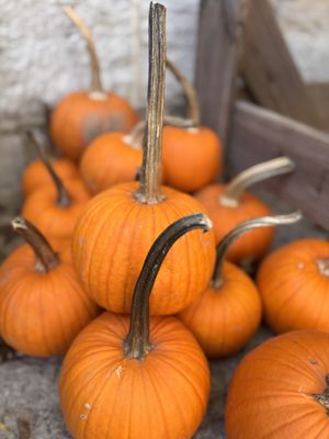 SHAKER VILLAGE OF PLEASANT HILL - Updated October 2025 - 311 Photos & 133 Reviews - 3501 ...