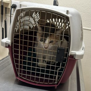 LOMA LINDA ANIMAL HOSPITAL - Updated September 2024 - 231 Photos & 691 ...