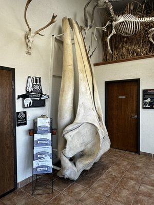 SKELETONS MUSEUM OF OSTEOLOGY - Updated October 2025 - 552 Photos & 165 ...