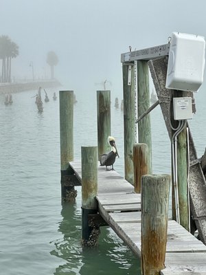 MERRY PIER - Updated February 2025 - 31 Photos - 801 Pass A Grille Way ...