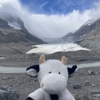 COWS - Updated June 2025 - 308 Photos & 195 Reviews - 138 Banff Avenue ...