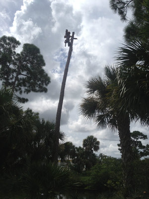 OUT ON A LIMB TREE SERVICE - Updated December 2025 - 14 Reviews ...