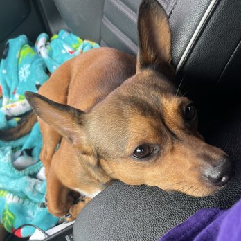 AUSTIN ANIMAL CENTER - Updated October 2025 - 177 Photos & 244 Reviews ...