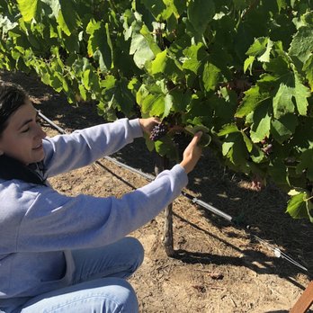 ALMA ROSA WINERY AND VINEYARDS - Updated September 2024 - 162 Photos ...